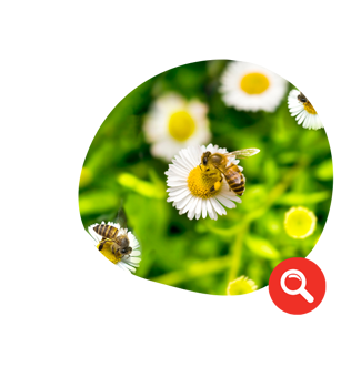 Why Nature Is Good for Us: An Illustrated and Animated Guide – State of ...