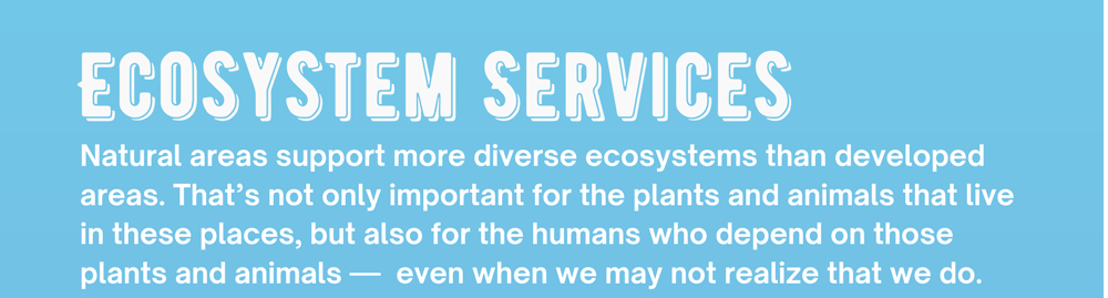 Why Nature Is Good for Us: An Illustrated and Animated Guide – State of ...